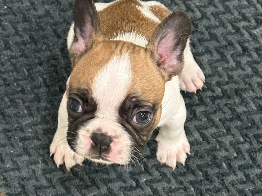 Французский бульдог мальчик красавчик