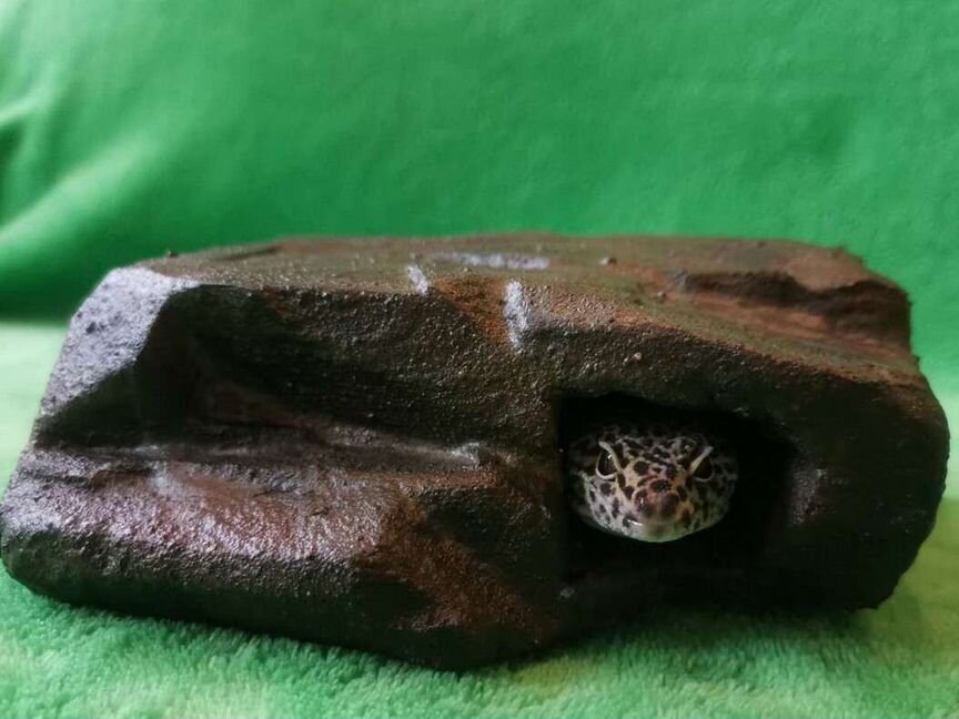 Укрытие домик влажная камера для эублефара