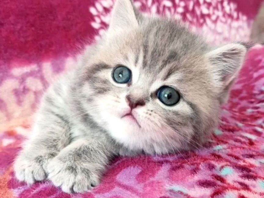 Плюшечки) окрас Голубой Табби