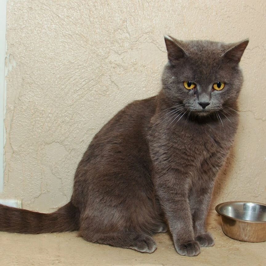 Кот Хром ищет дом