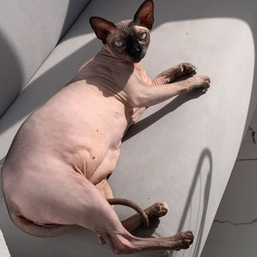 Канадский сфинкс