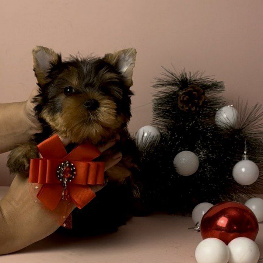 Йоркширский терьер, щенок