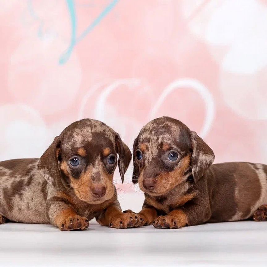 Кофейно-мраморная мини/кроличья девочка