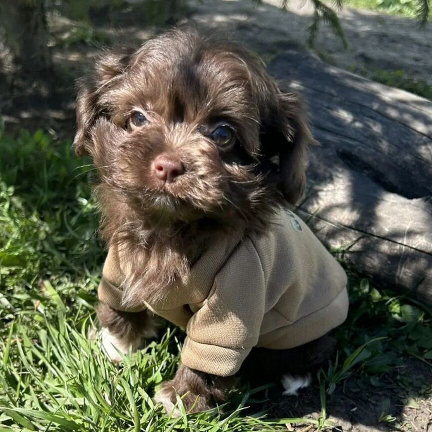 Мальтипу, щенок