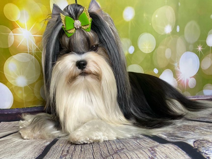 Бивер кобель для вязки