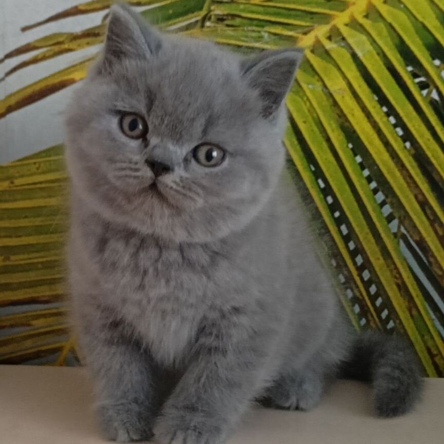 Британский короткошёрстный котёнок