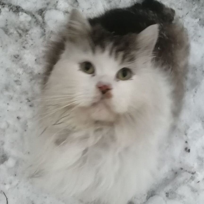 Молоденький ласковый котик ищет хозяев
