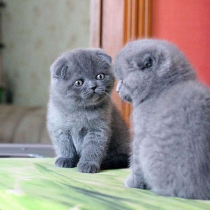 Вислоухие котята
