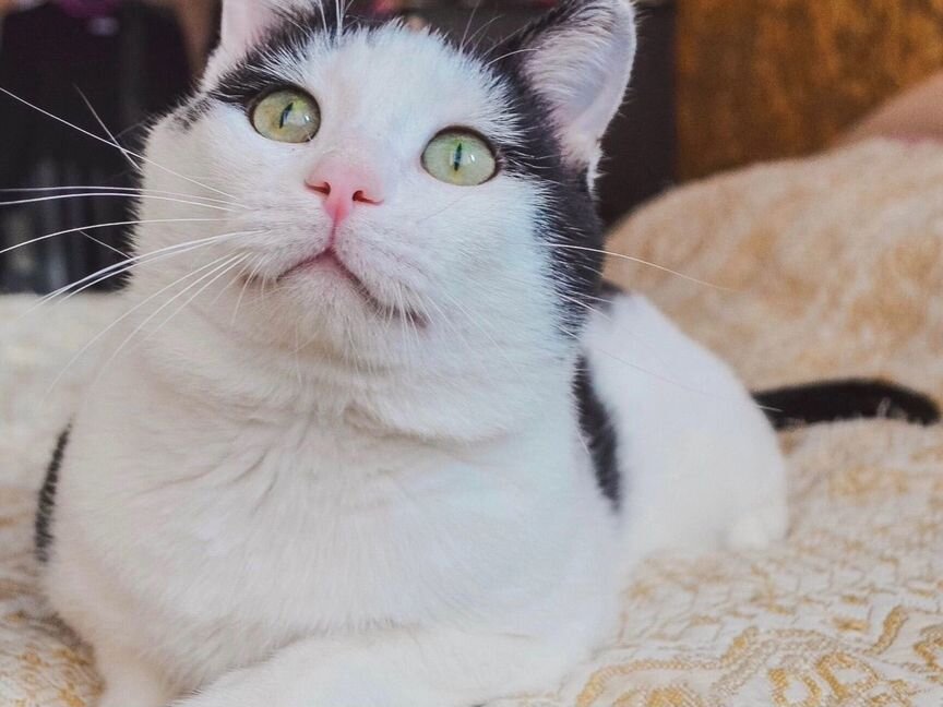 Шикарный толстощекий Чингис ищет дом