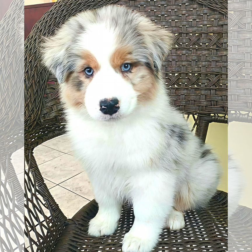 Миниатюрная американская овчарка, щенок