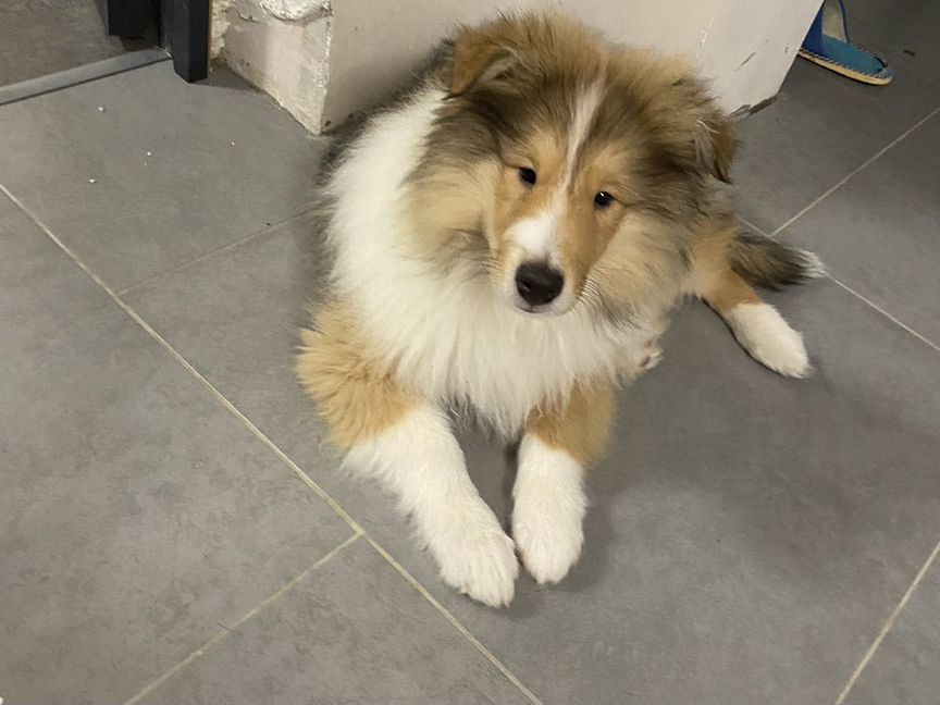 Продается щенок колли