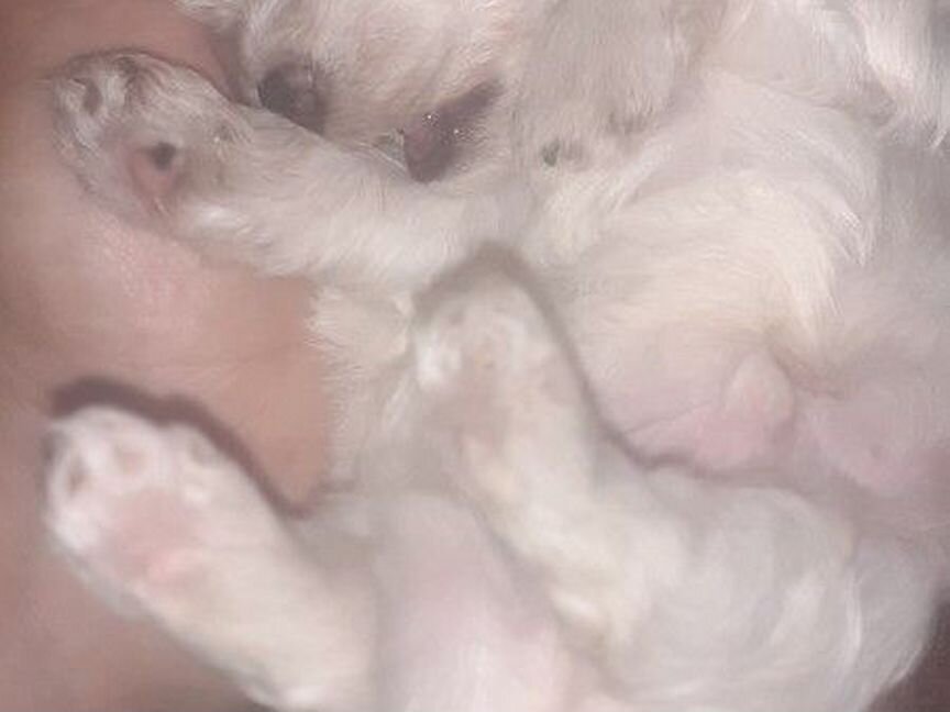 Щенки мальтезики