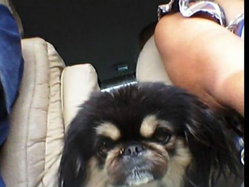 Собаки потеряшки