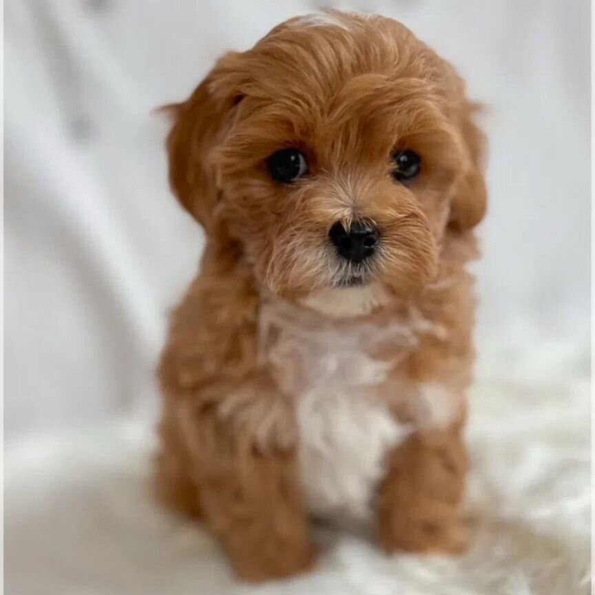 Мальтипу, щенок