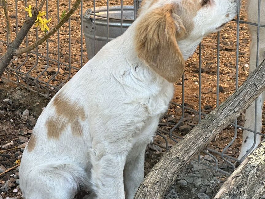 Щенки Бритона