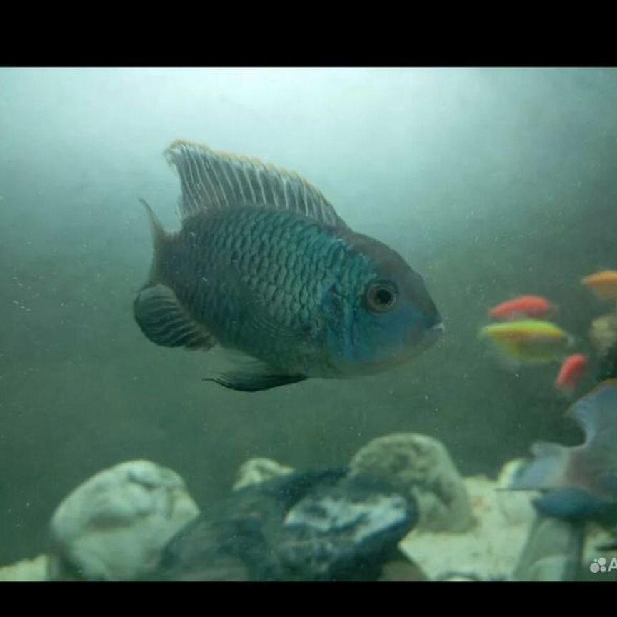 Взрослые нанакары