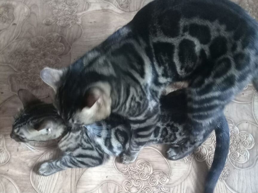 Бенгальские кот и кошка с родословными