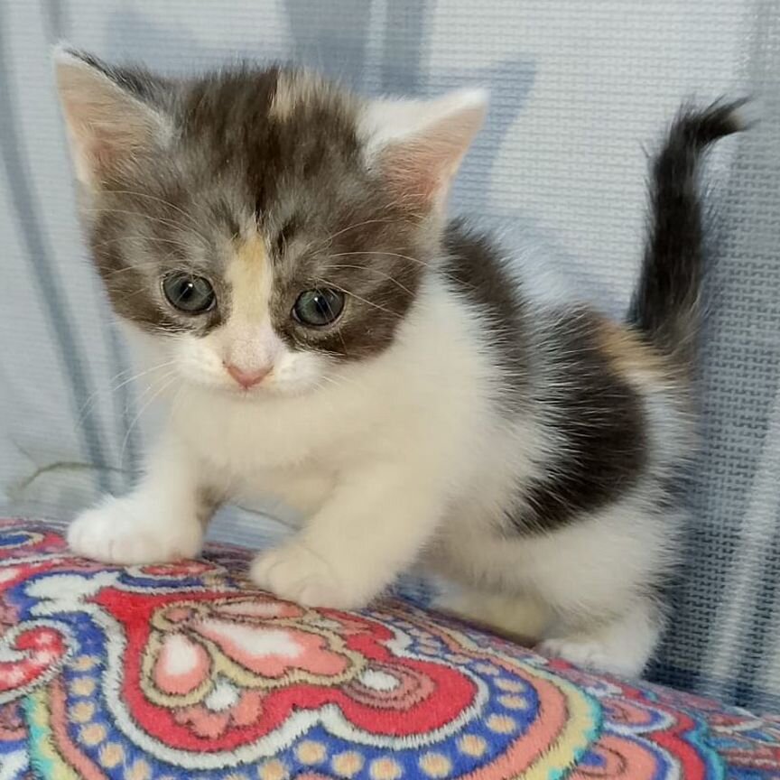 Котята