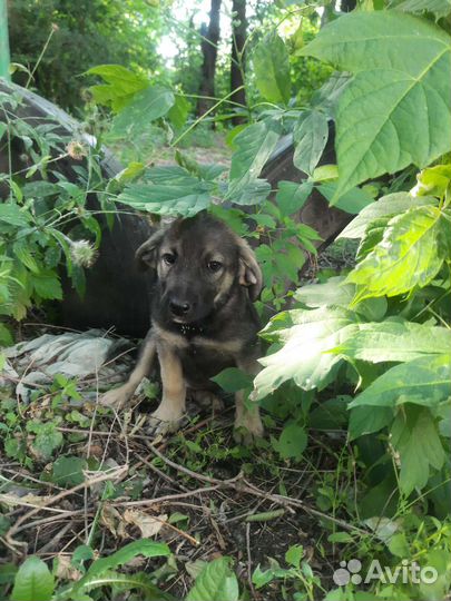 Щенок в добрые руки