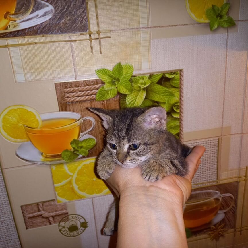 В добрые руки