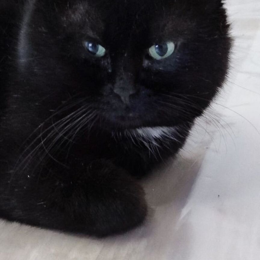 Кошки
