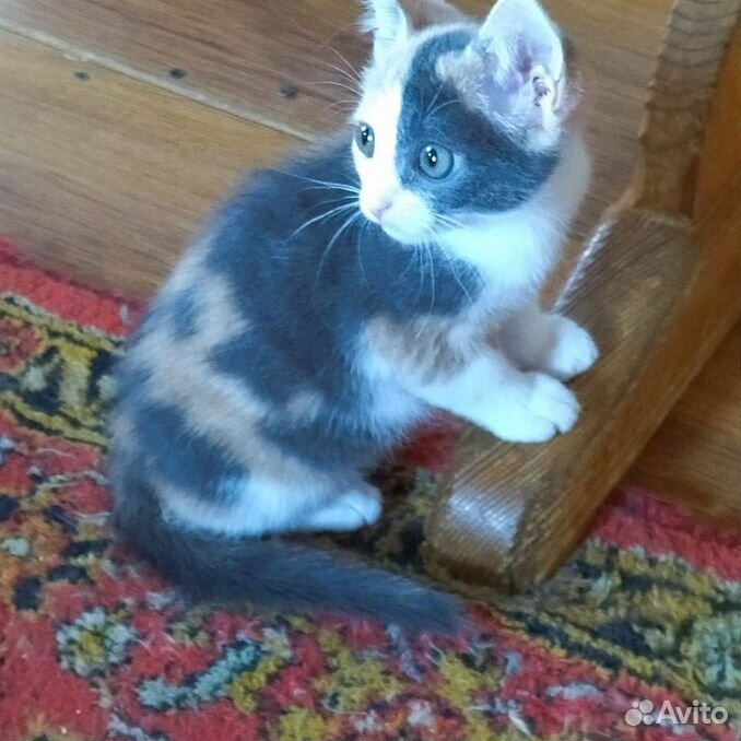 Котятки ребятки