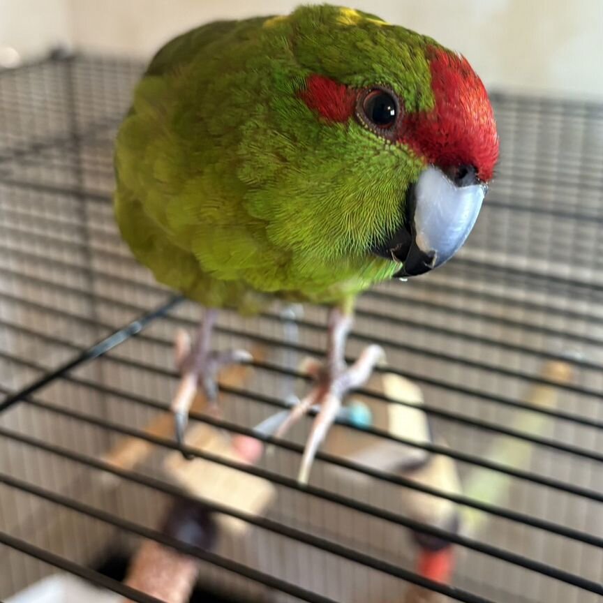 Попугай Какарики самец