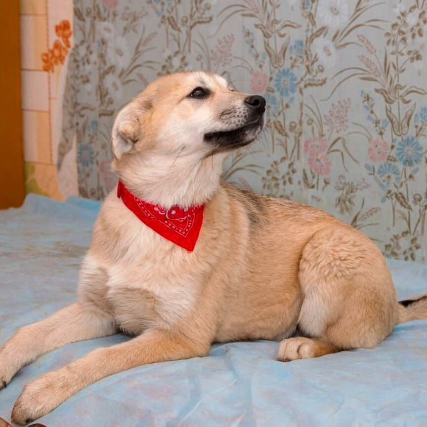 Щенки пупсики