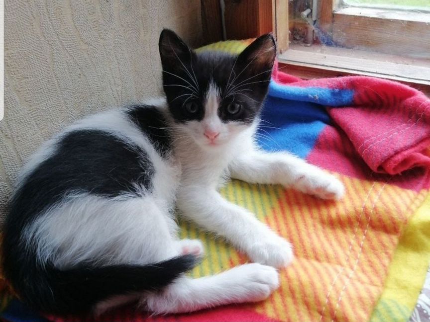 Котенок в добрые руки