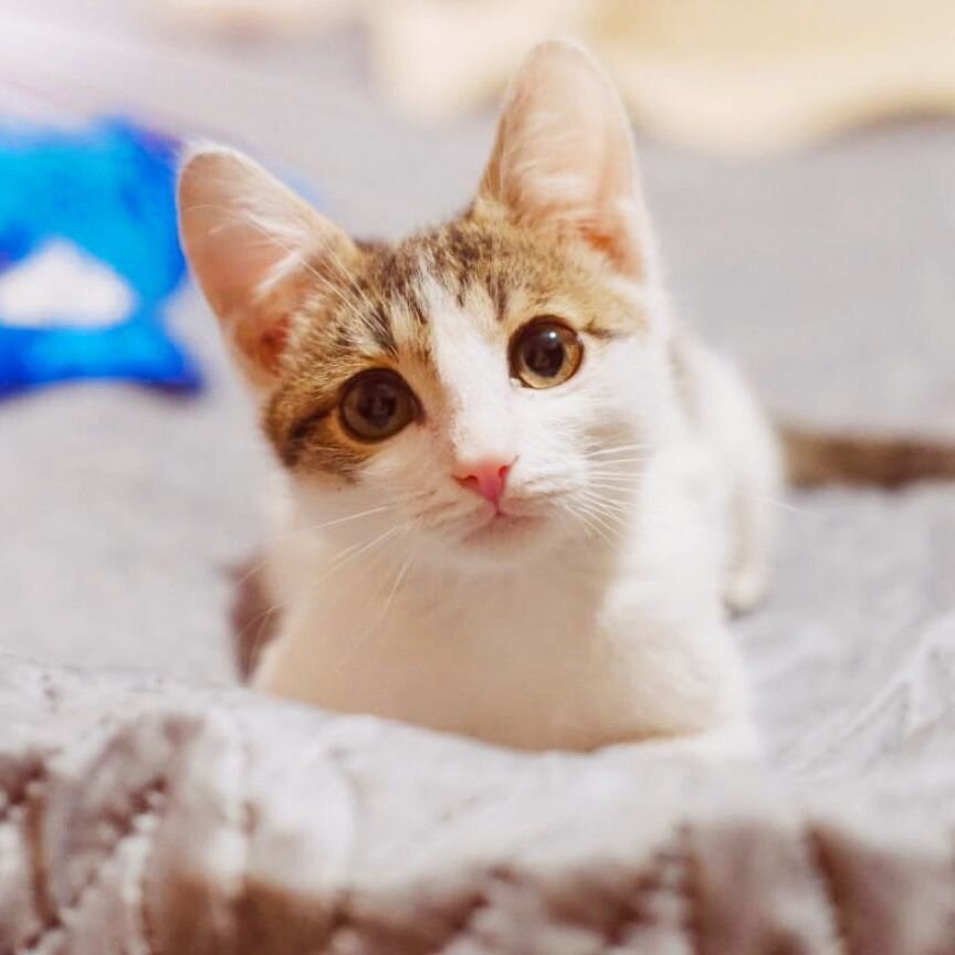 Степашка ищет дом котенок