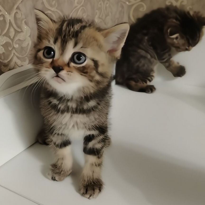 Шотландский прямоухий короткошёрстный котёнок