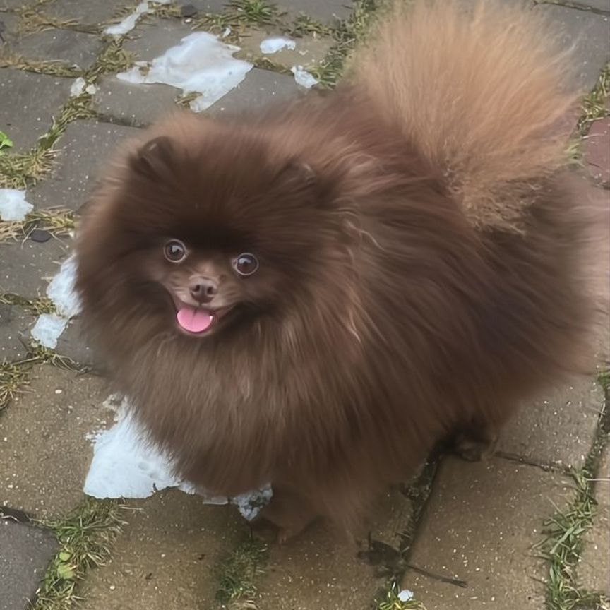 Померанский шпиц, взрослая собака