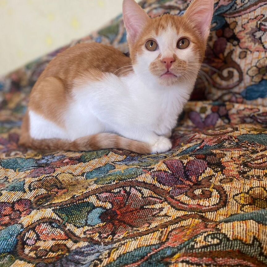 Рыжий котенок в добрые руки