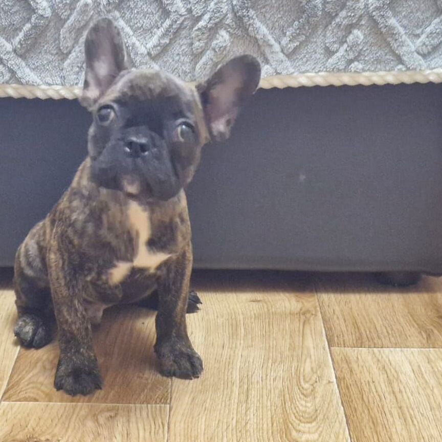 Французский бульдог, щенок