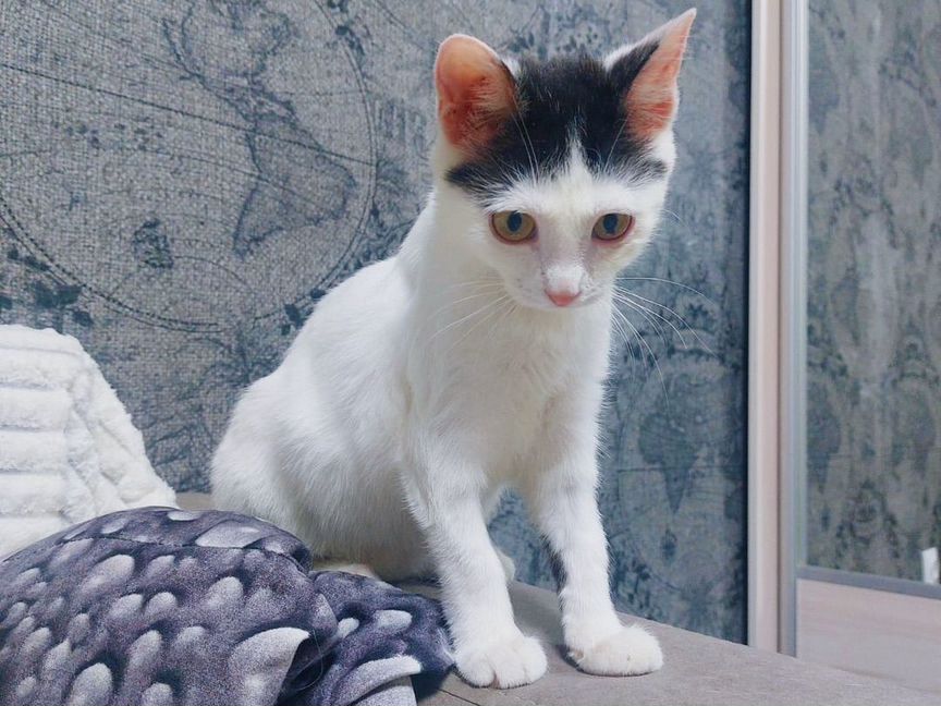 Игривый ласковый белый котенок девочка ищет дом