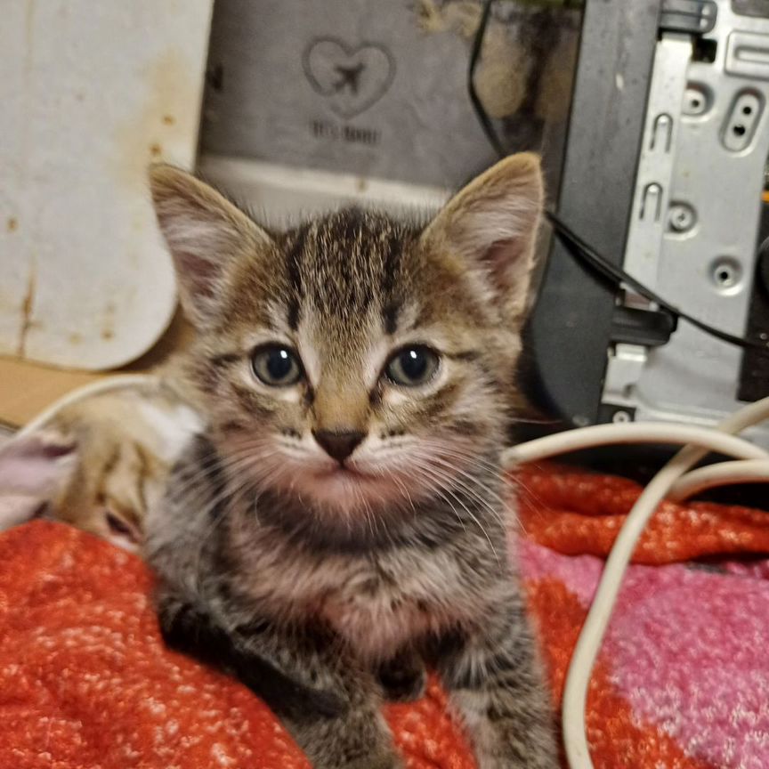 Котята в добрые руки бесплатно, игривые