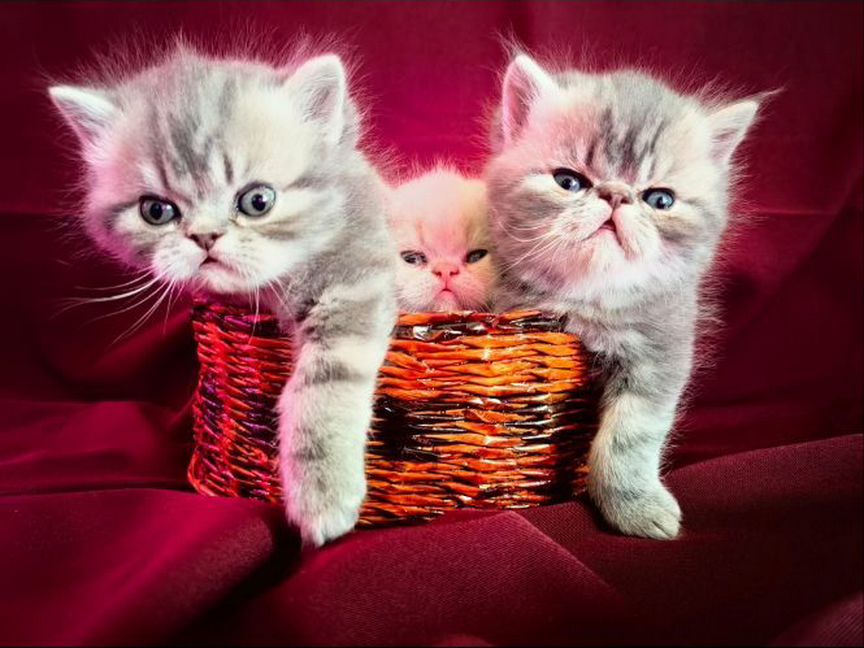 Инопланетяшки экзотики)