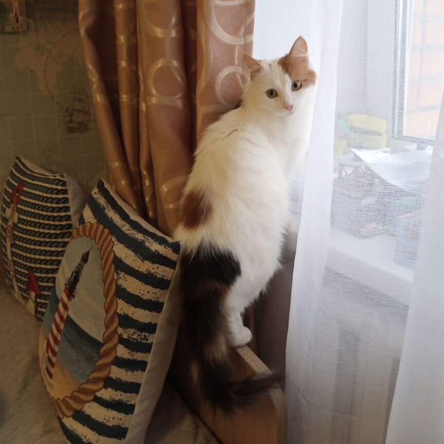 Взрослая, Девочка кошка в добрые руки