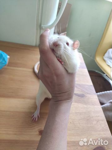 Крыса в добрые руки