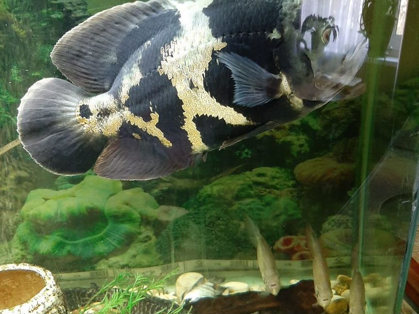 Астронотус отдадим