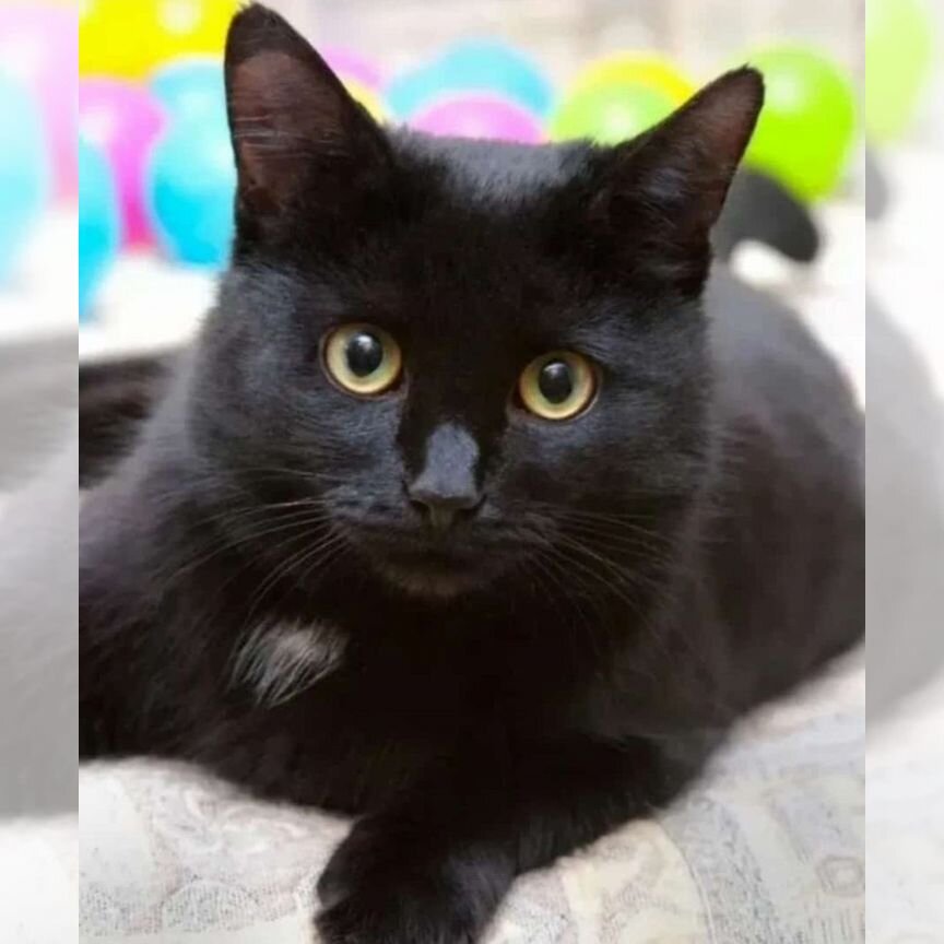Кошка