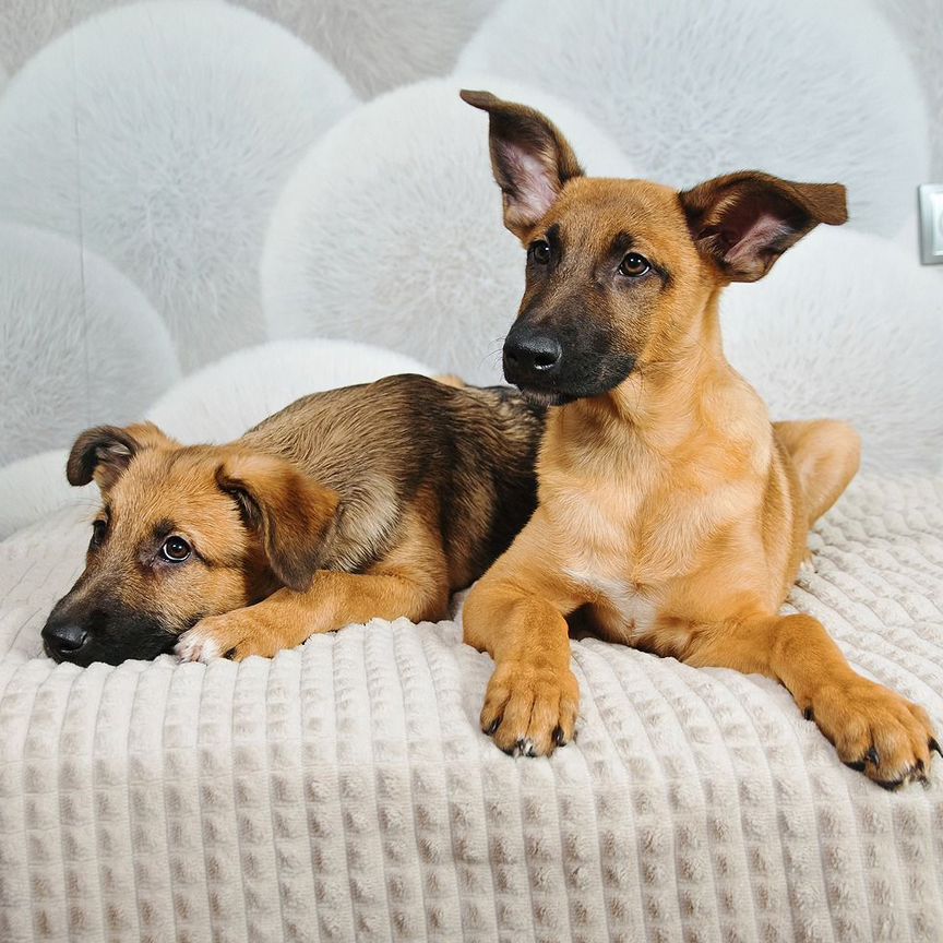 Два щенка, 3,5 месяца, ищут дом