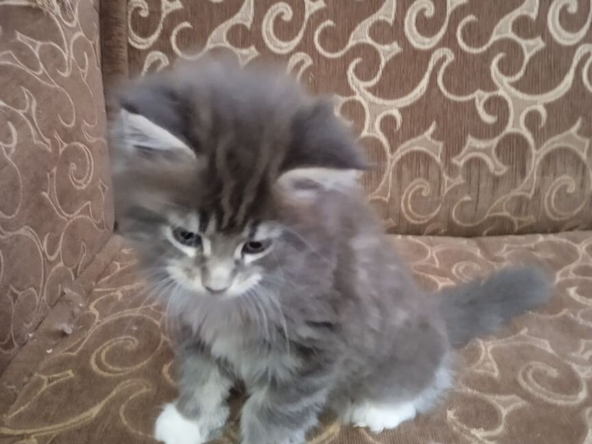 Котята мэйн кун