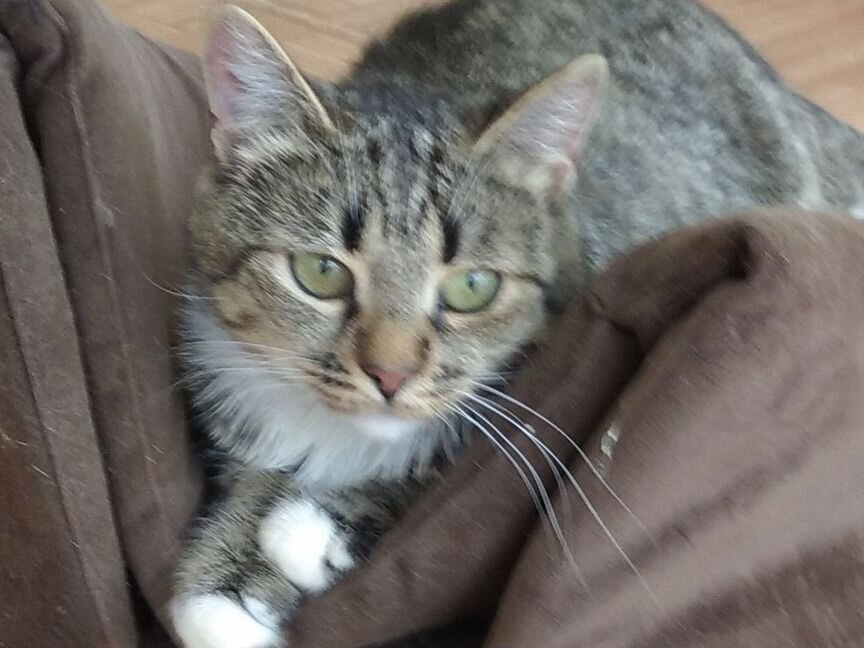 Кошечка Корм В Подарок