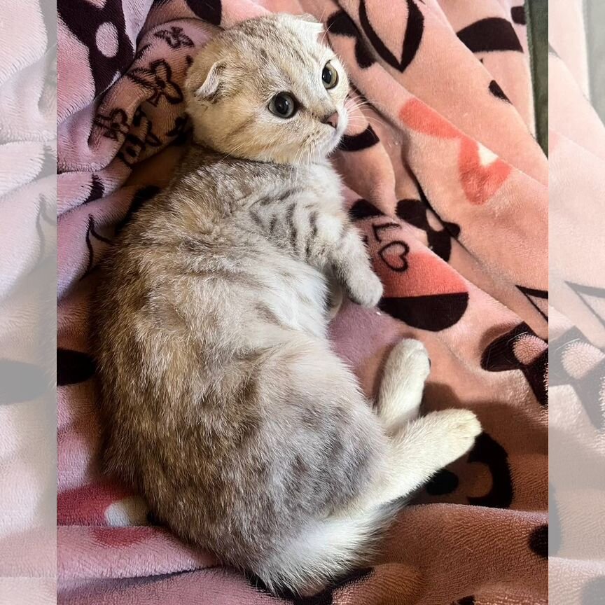 Шотландский вислоухий Скоттиш-Страйд