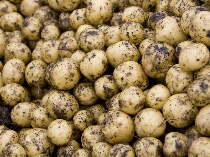 Продам мелкий картофель