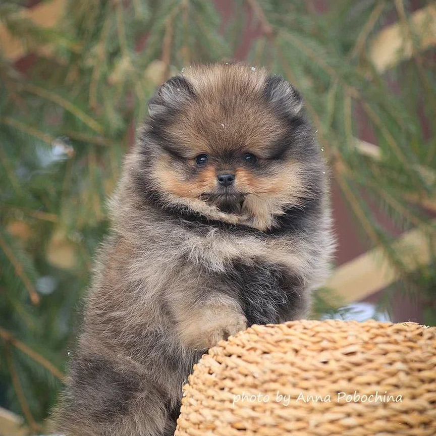 Померанский шпиц