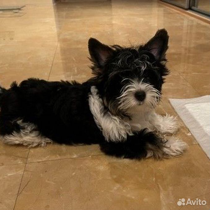 Щенок Бивер йорк 12.04.2023г.р. мальчик Красавчик