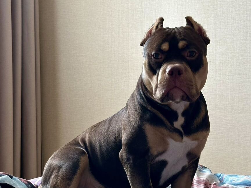 Вязка американский булли