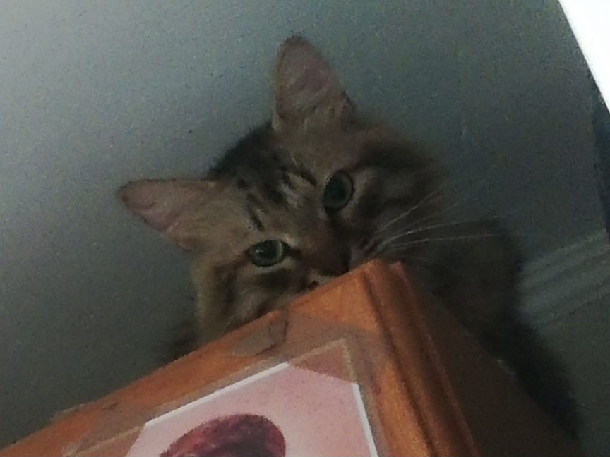Кошка